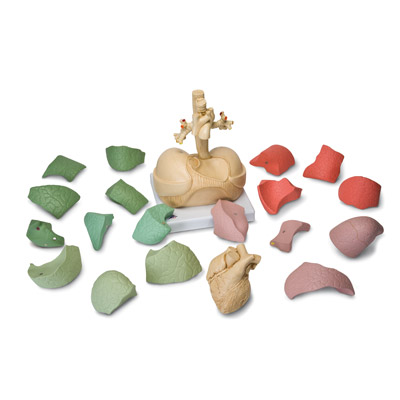 Segmented Lung Model - LabWorld.co.uk